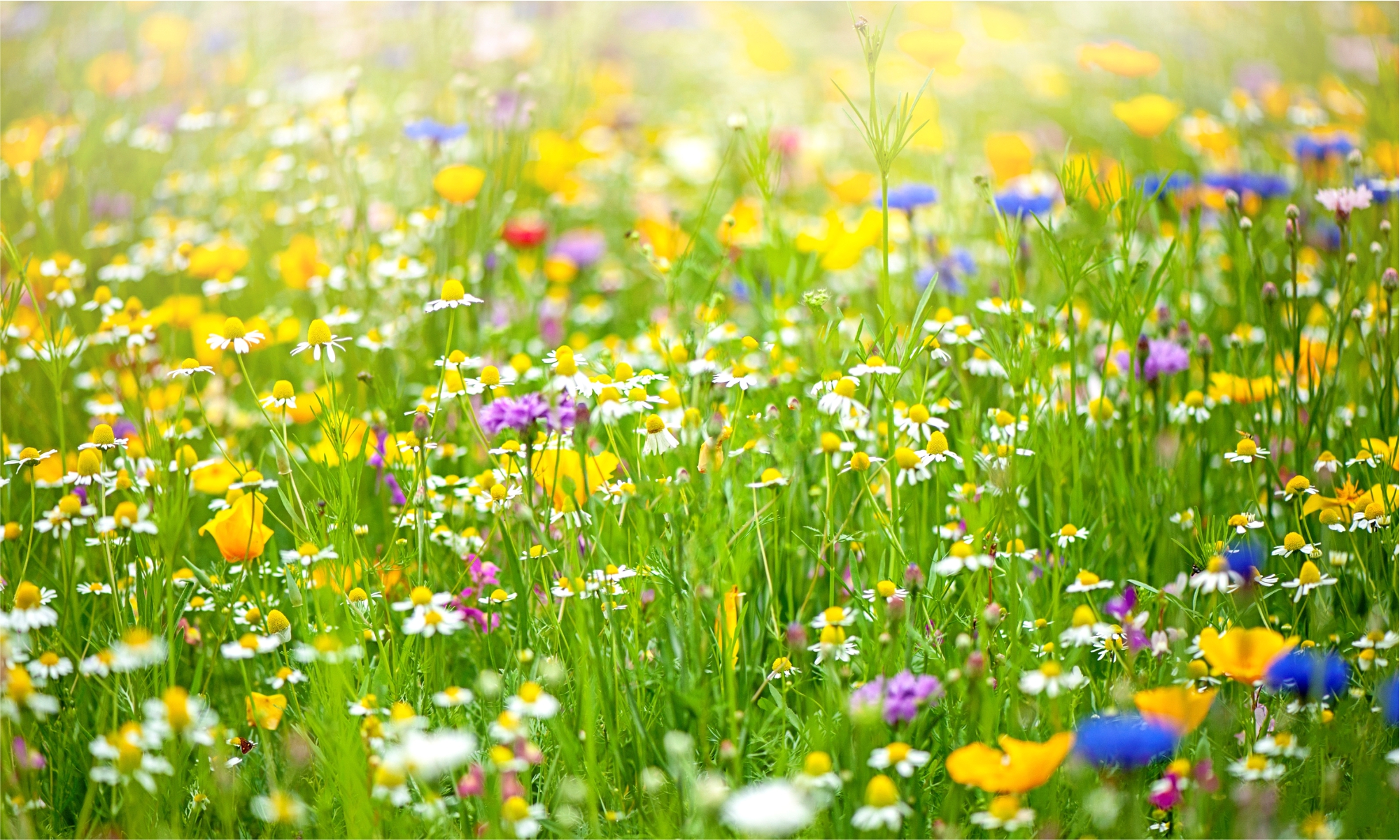 Sparbanken Boken | Sparbanken Boken